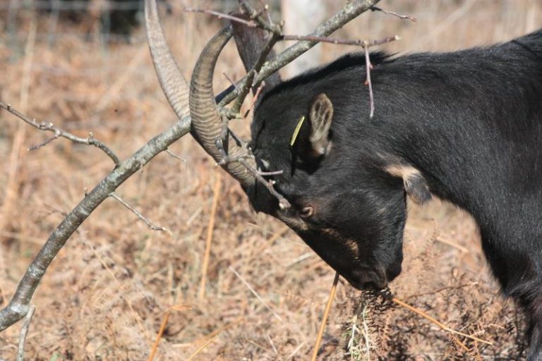 Goat Behavior Demystified - Goat Journal